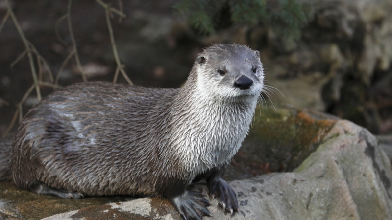 Kier Otter project declared new national nature reserve - BuildMyTalent